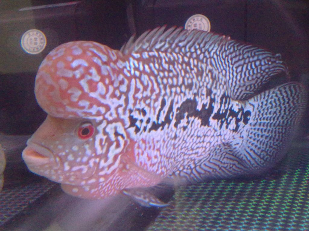 Flowerhorn The Hybrid Cichlids: Shop Flowerhorn ChinhTrung