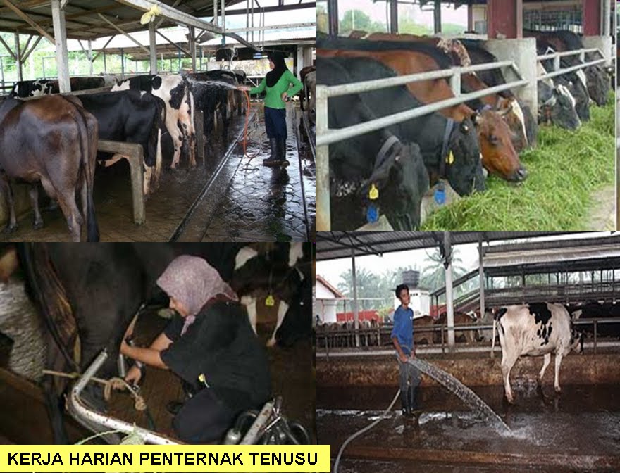 bukan doktor veterinar: Panduan Penternakan Lembu Tenusu