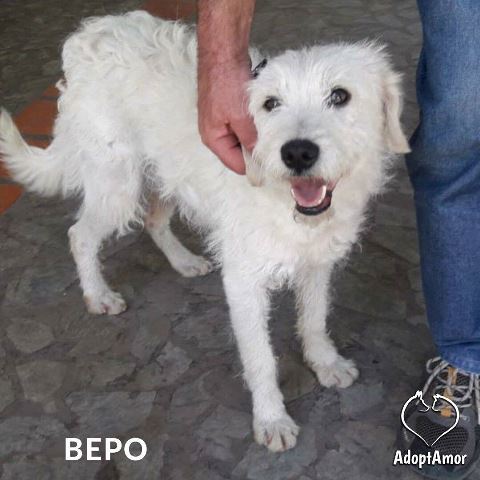 Adoptándonos: Bepo, dulce cachorrón barbincho de color blanco en adopción