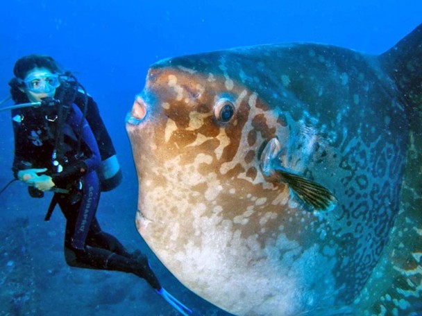 No Mar Profundo: Mola-mola