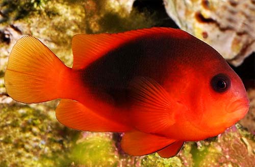 Dicostarfish: Tompel Jakata - Red Sadlleback Anemone/Fire Clown ...