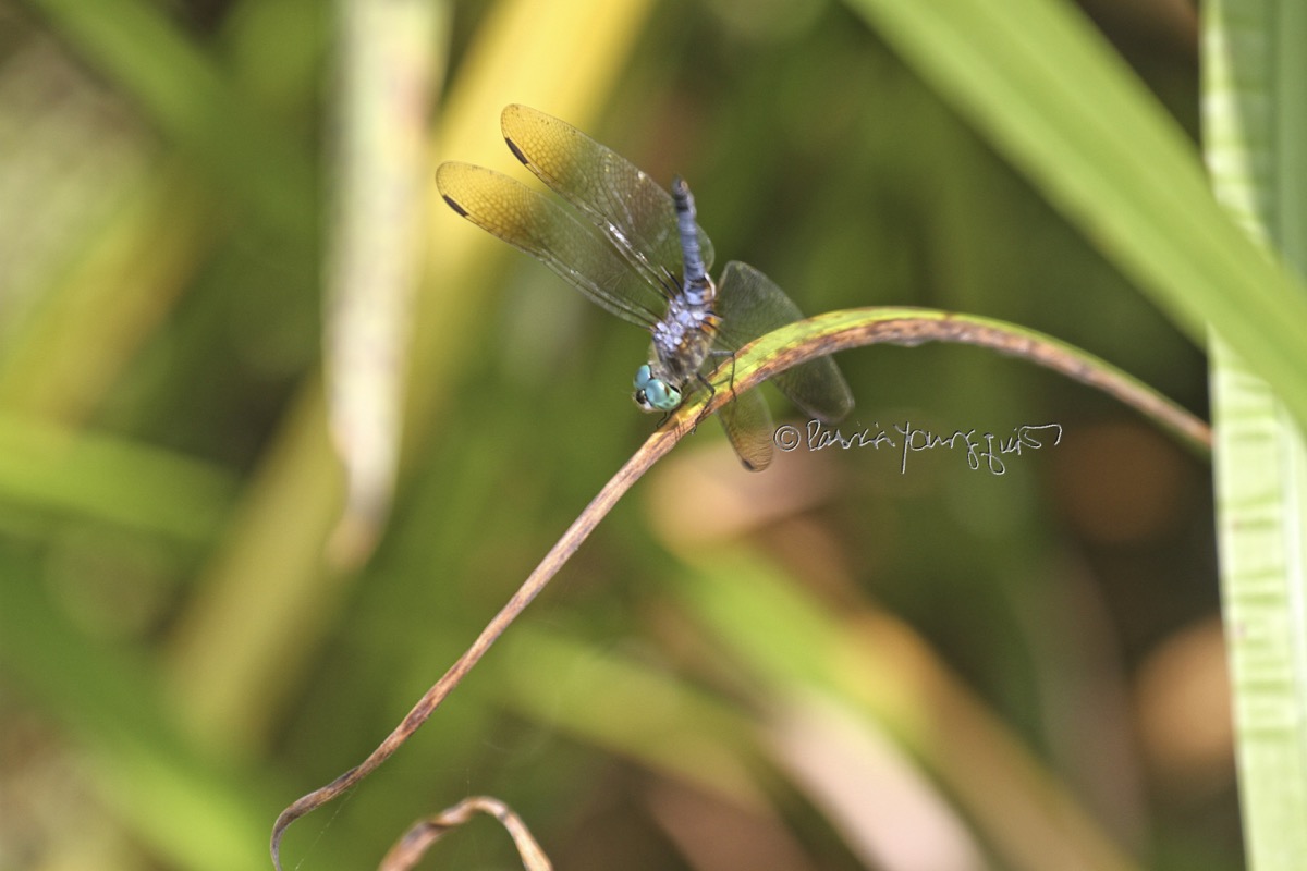 The Last Leaf Gardener: Sunday's Sentiments: Catching a Dragonfly (and ...