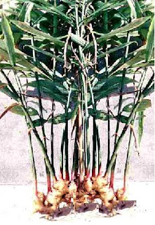 All Things Wildly Considered: Halamang gamot- Luya (Ginger)