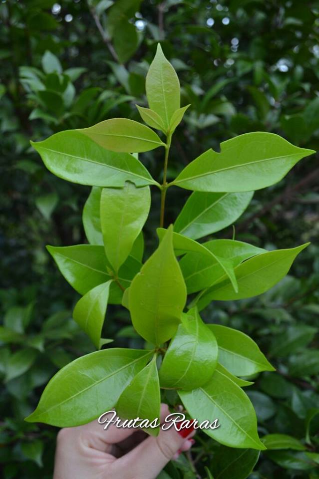 Eugenia patrisii - Ubaia-rubi-da-amazônia