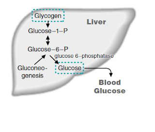 Bioquímica: Glucogenogénesis