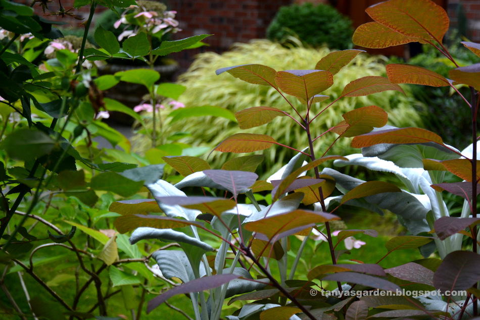 MySecretGarden: Fall Garden Snaps