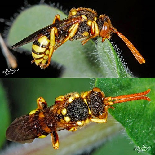 Biodiversidad Costa Granadina y ... (Fauna): Nomada sp.