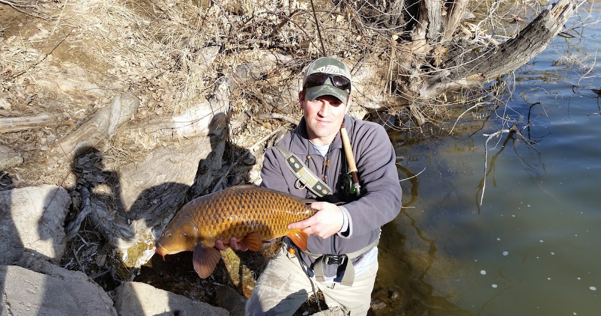Go Fly a Carp: Colorado Carp Fly Fishing: Catching carp on the fly in ...