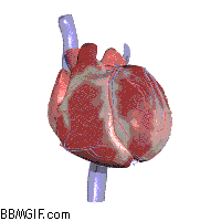 LaclasedelprofePedro: Día de la salud: Medir las pulsaciones