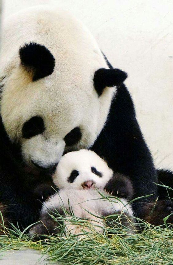 Pin on Imagenes de osos panda