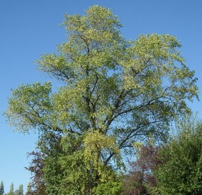 Poplar Tree: Poplar Tree