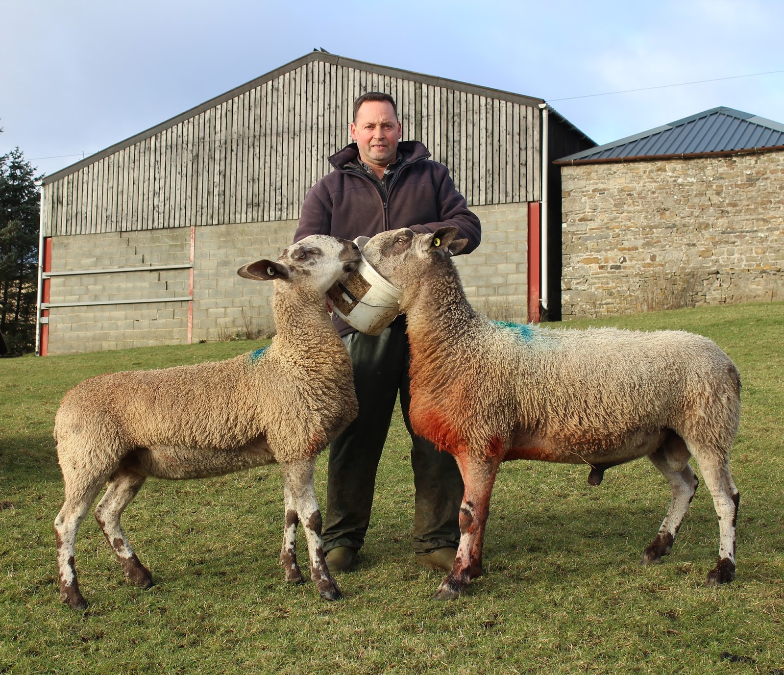 Teesdale Mercury: Demand undiminished thanks to North of England Mule's ...