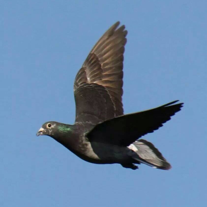 Postduiven.Laban: Van 't hart