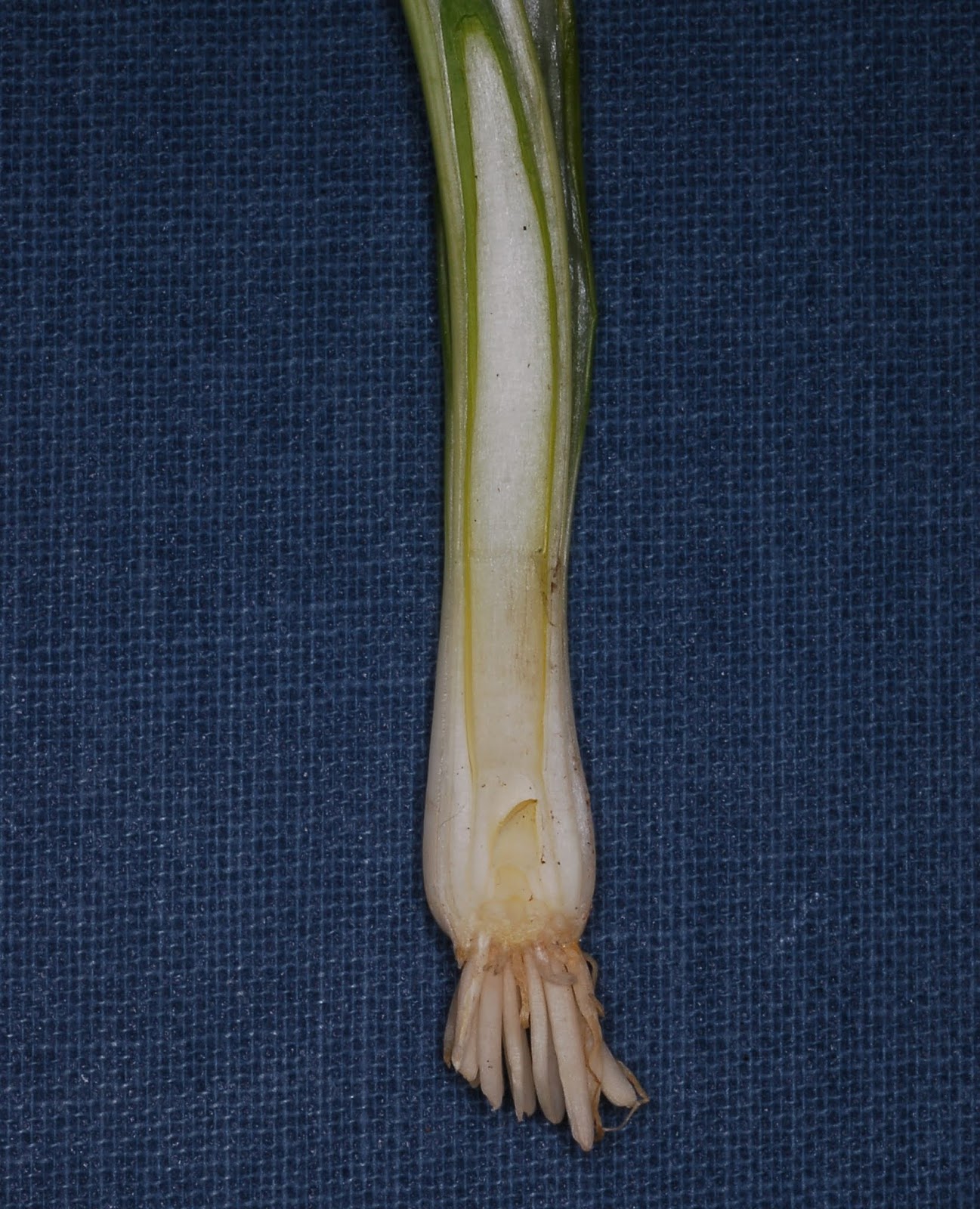 Botany Professor: Plant wrappers - leaf sheaths and bracts