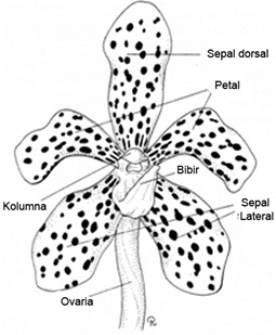 Pesona Anggrek Spesies: Bunga