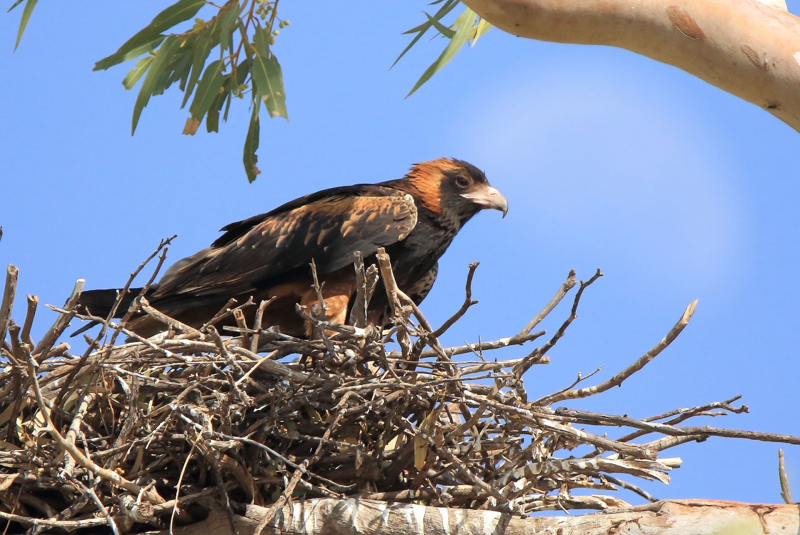 Richard Waring's Birds of Australia: Latest update on the Black ...