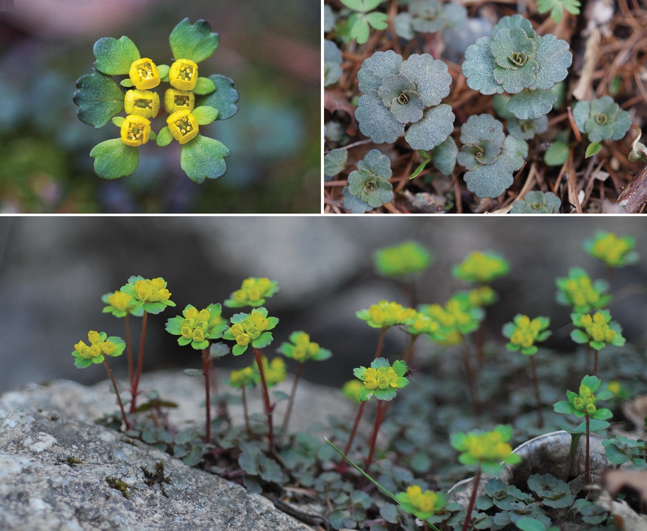 Species New to Science: [Botany • 2018] Chrysosplenium ramosissimum ...