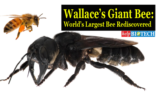 Megachile pluto: World’s Largest Bee Rediscovered