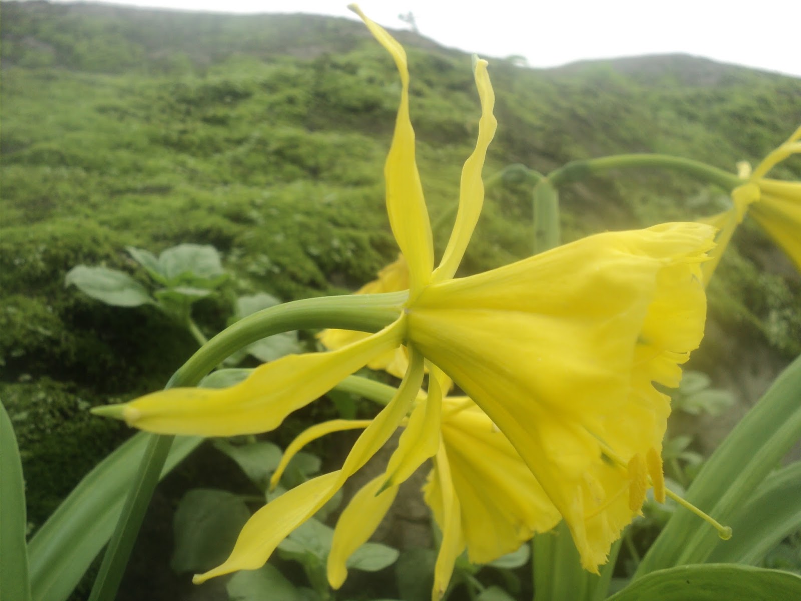 COMANDO ECOLOGICO PERU: FLOR DE AMANCAE SIMBOLO DE LA CIUDAD DE LIMA ...