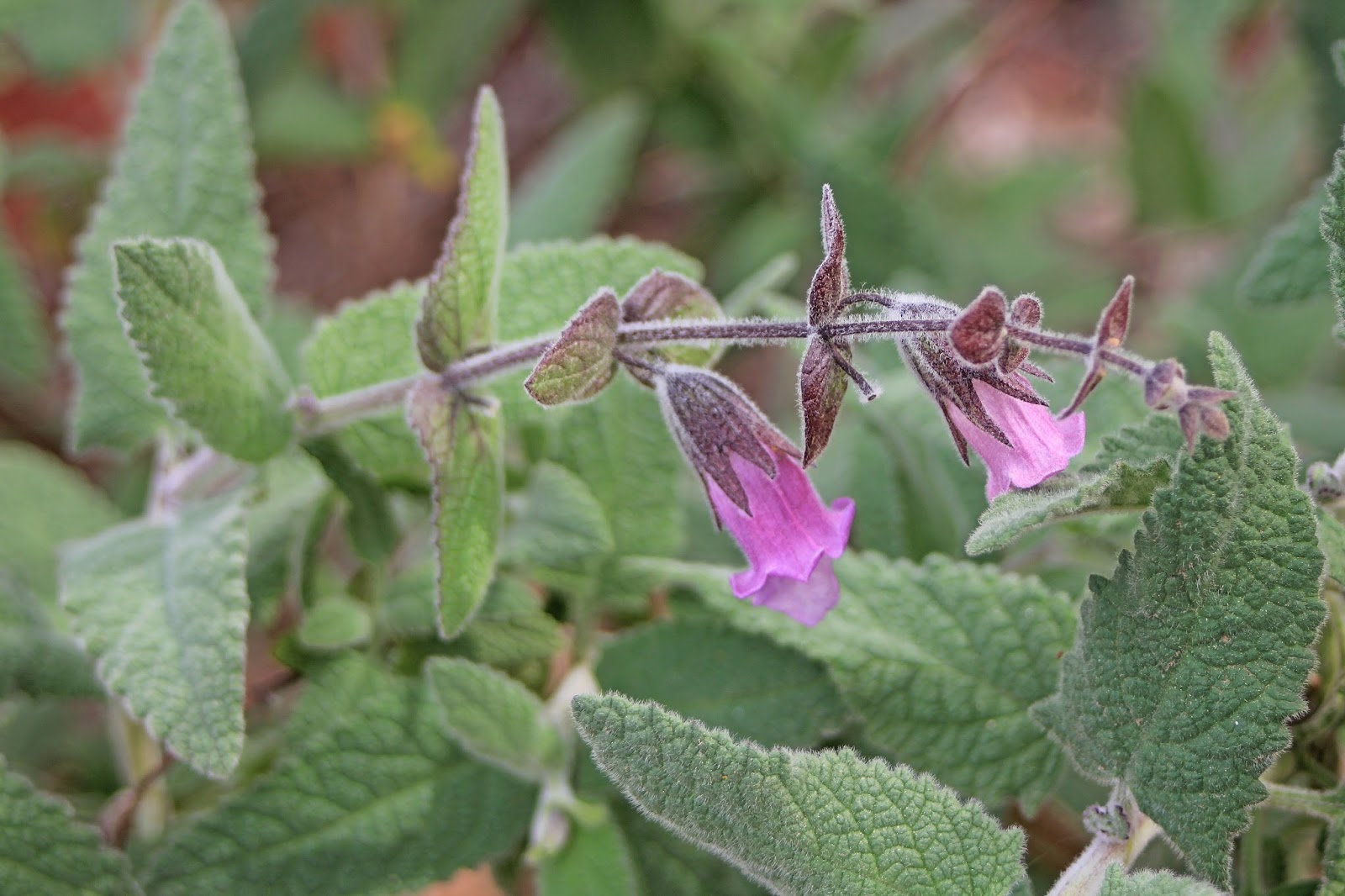 Camissonia's Corner: A Requiem for Winter (oh, wait - we just got 11 ...