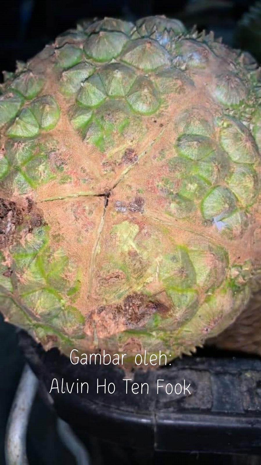 Nur Hafizah Sharudin's Blog: DURIAN D172; BUAH DURIAN YANG TIDAK BERDURI