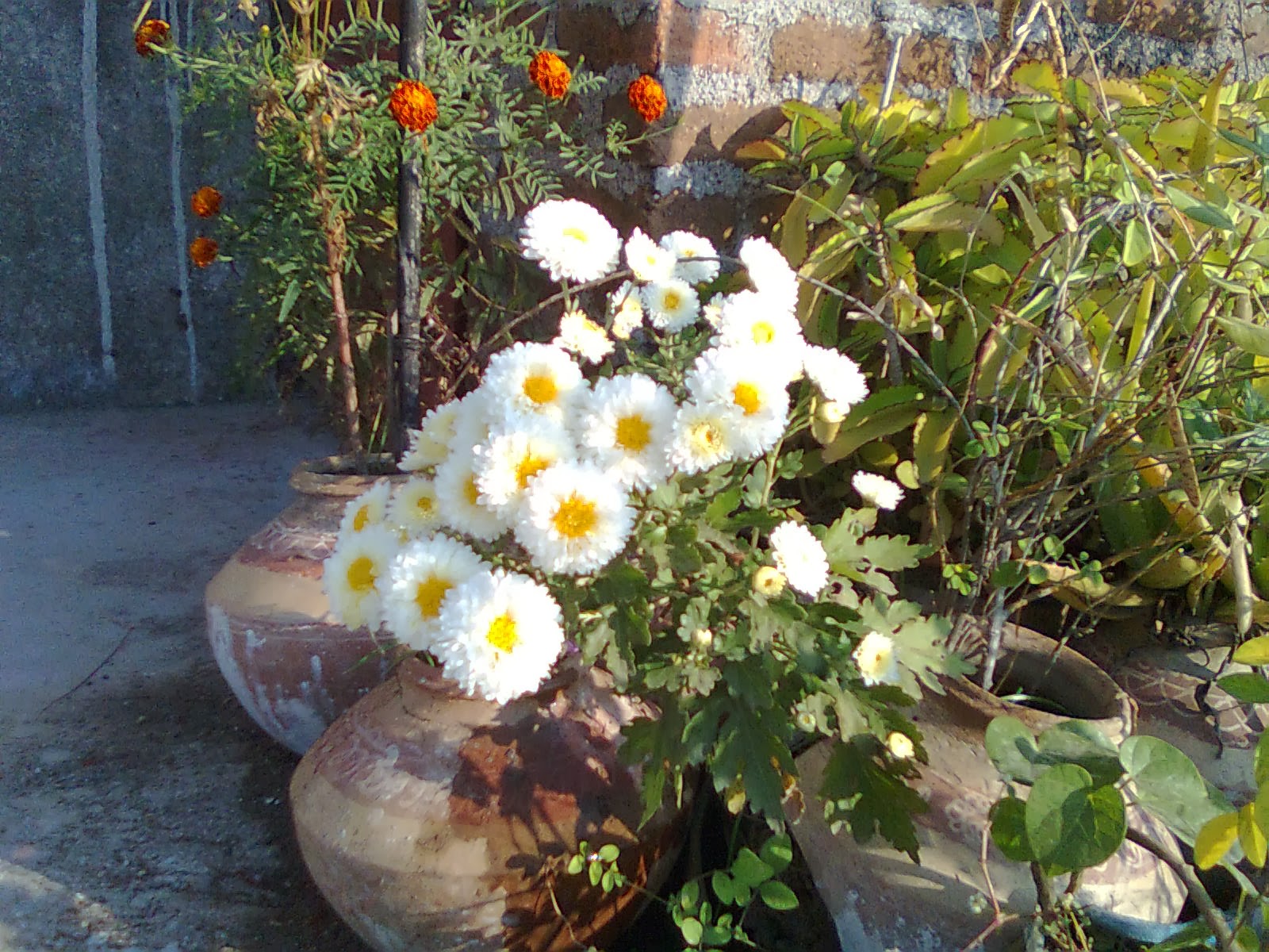 White Sevanti flower in my home