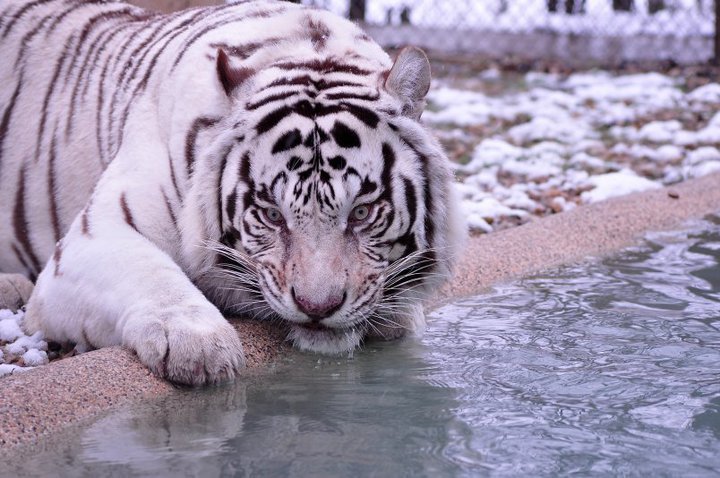 In-Sync Exotics' Cat Tales: You Can Help Help Stray & Feral Cats This ...