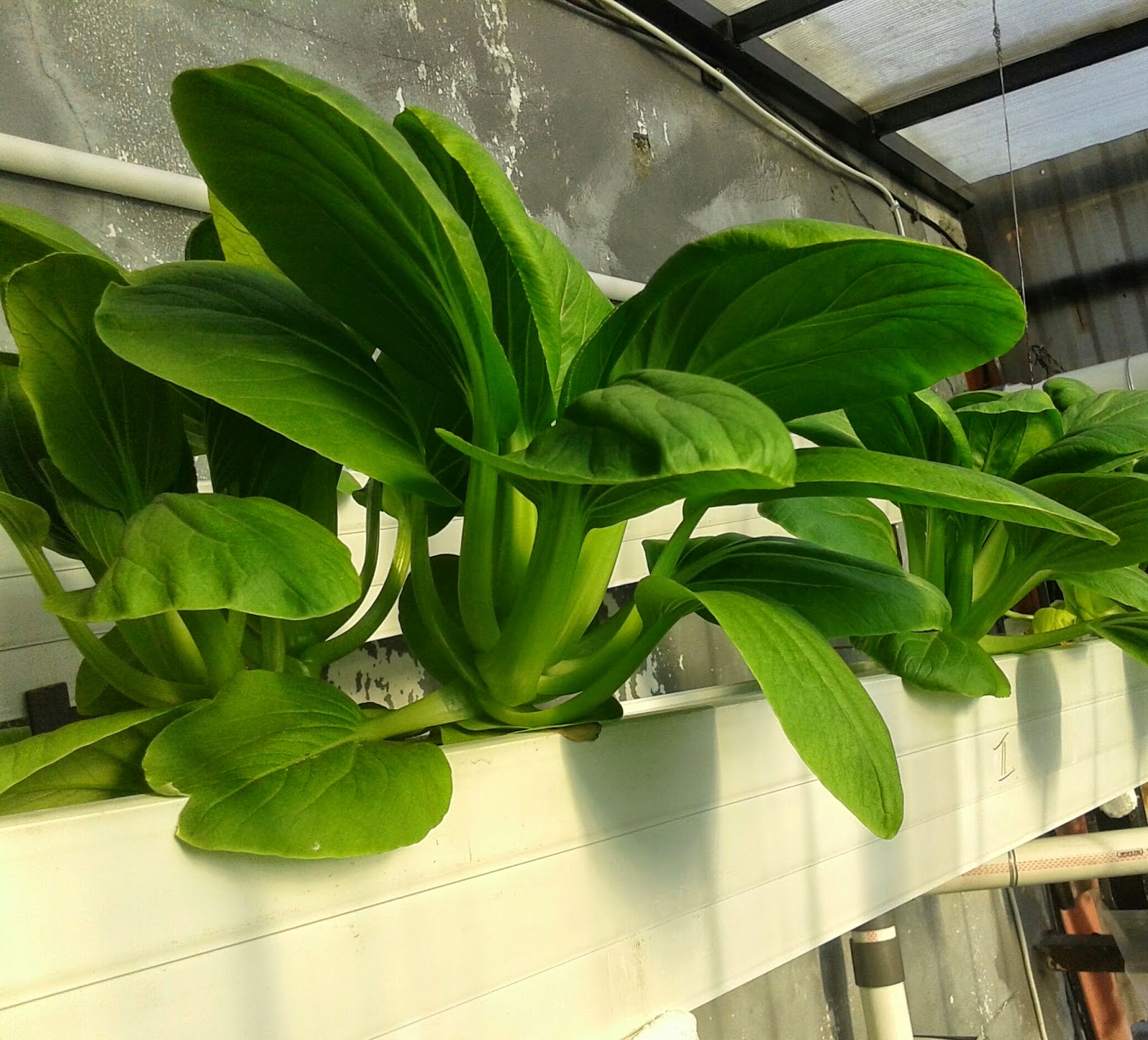 Cara menanam Pakcoy Hidroponik