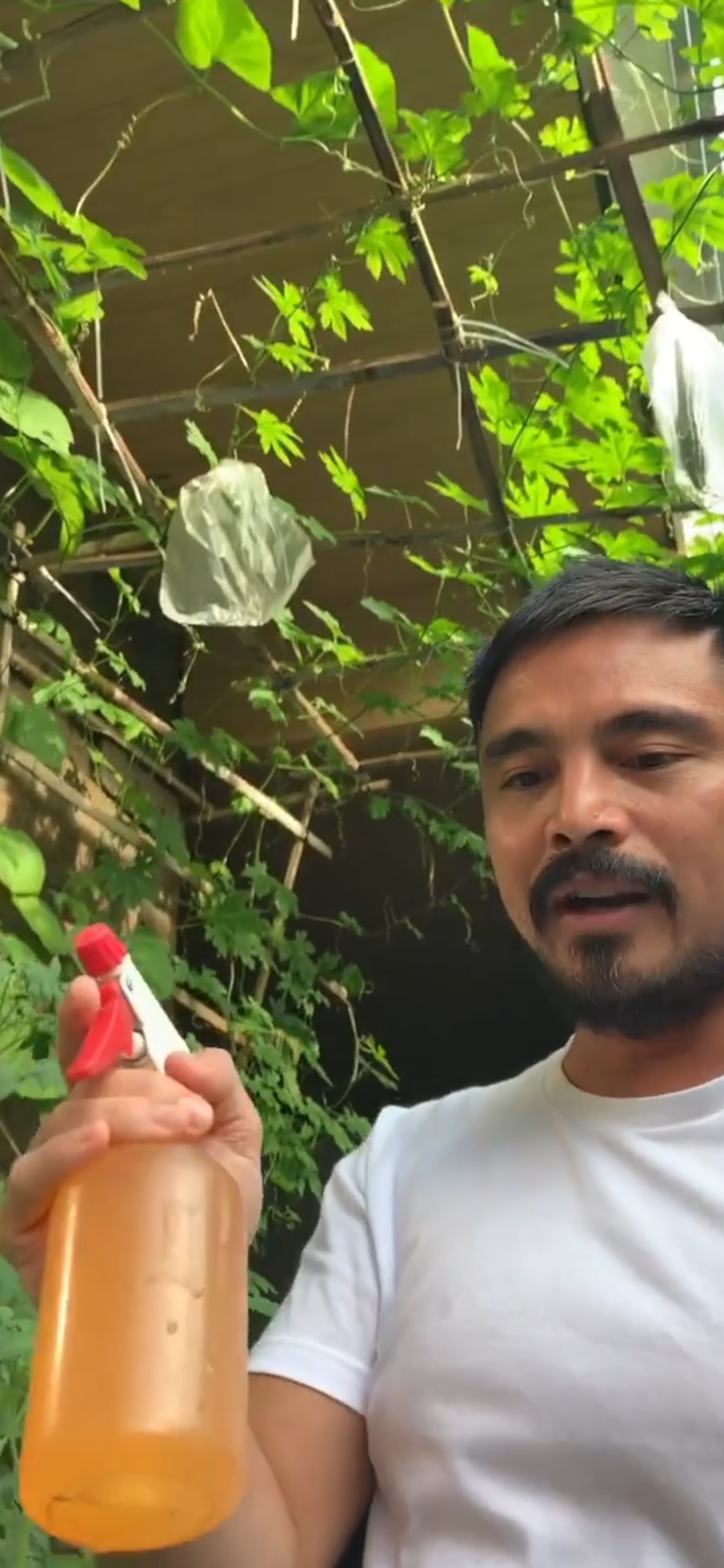 Plantita and Plantito of the Year: The Immensely Growing Costly ...