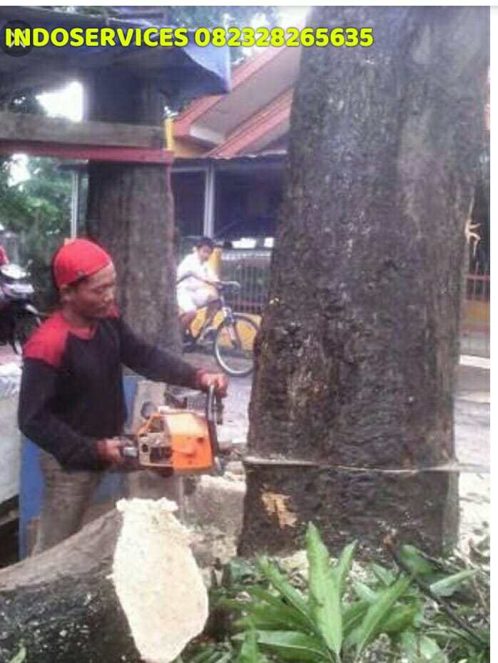 TEBANG POHON JOGJA: JASA TEBANG POHON TERCEPAT&TERBAIK BANTUL