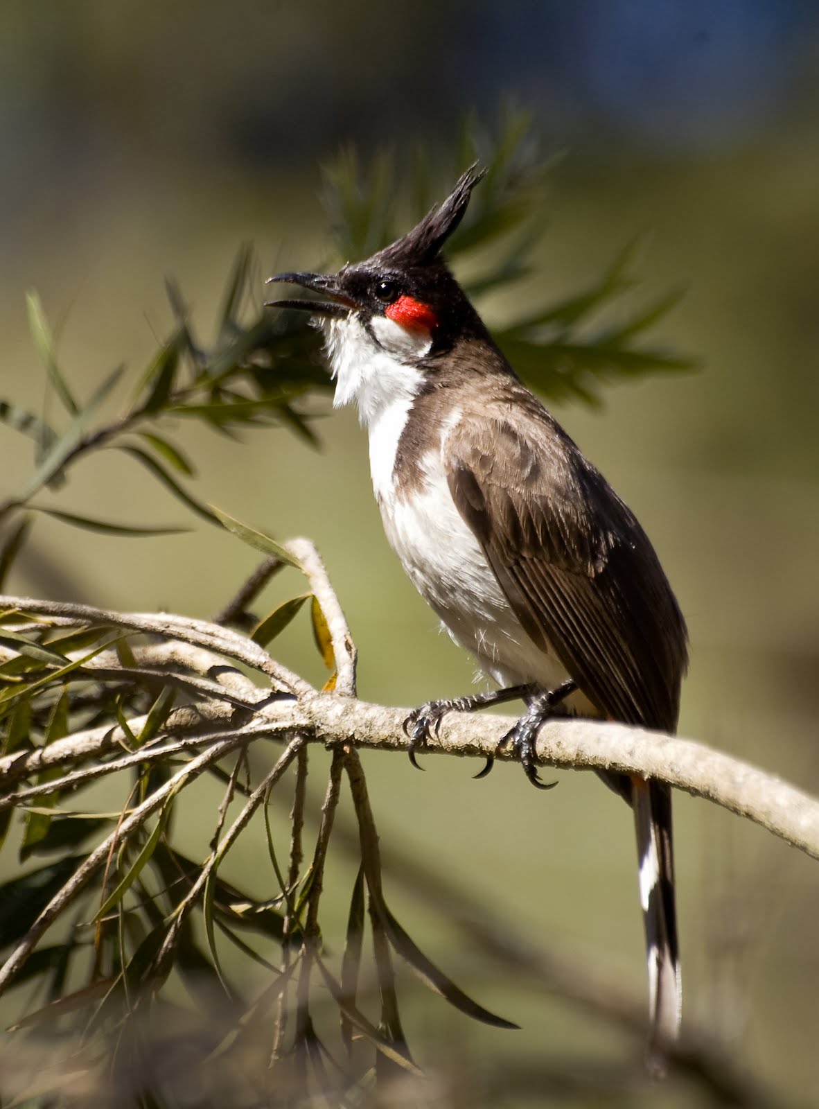 All Things Considered: Bulbuls attracted to fruiting palm in garden!