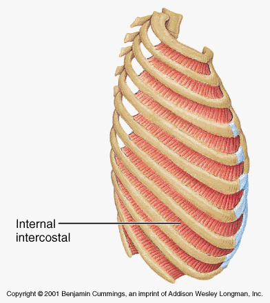 A MUSCLE A DAY: Internal Intercostal
