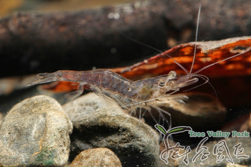 樹谷園區生物資料庫: 秀麗白蝦