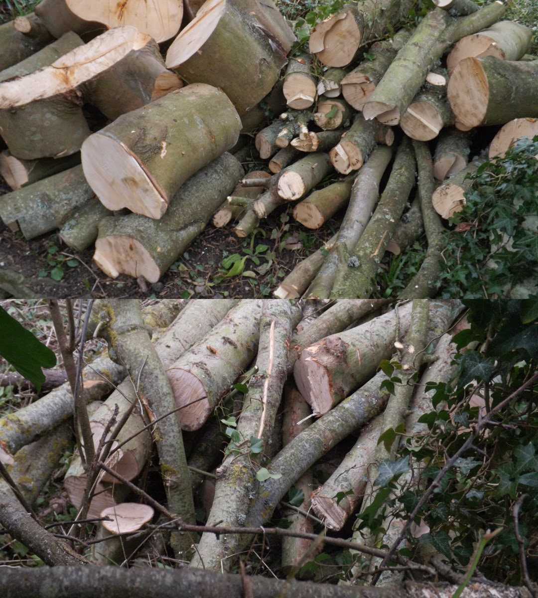 Moonlight and Hares: The days are getting lighter