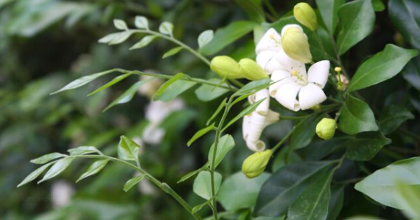 bentuk bunga kemuning - Carl Young