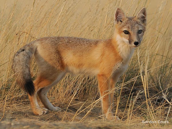 Friends of the Island Fox: Gemini Foxes: The Kit Fox and Swift Fox