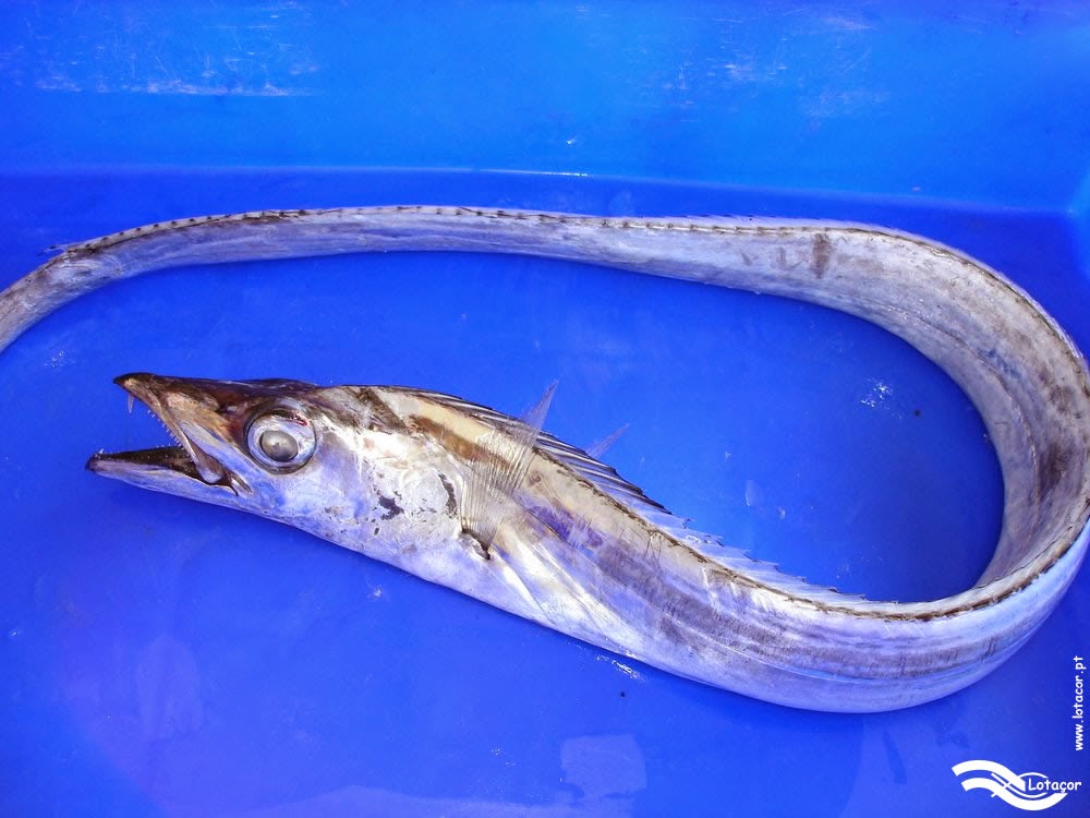 Sabores às Cores: Pez sable frito/Peixe espada frito