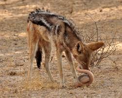 Clancy Tucker's Blog: 14 June 2018 - INTERESTING FACTS ABOUT THE JACKAL