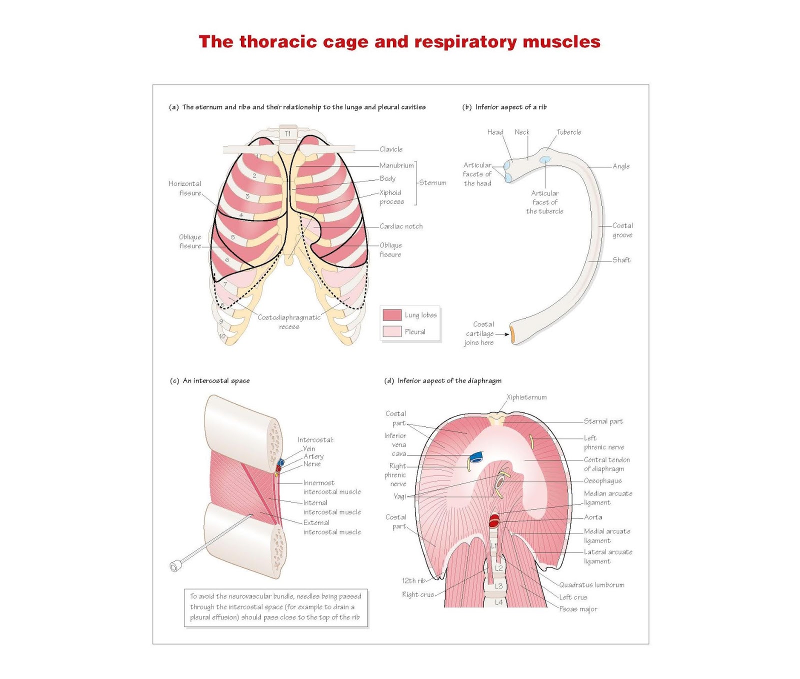 The Thoracic Cage And Respiratory Muscles - pediagenosis