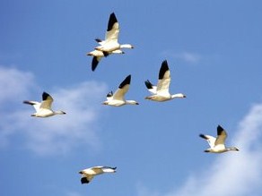 Universo Animal: Migración de las Aves