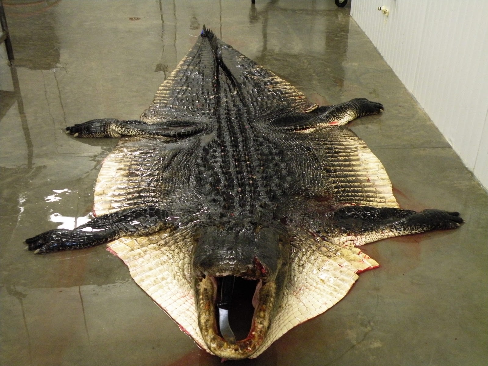 Cordray's: Kenneth's making a rug from that big alligator that was all ...