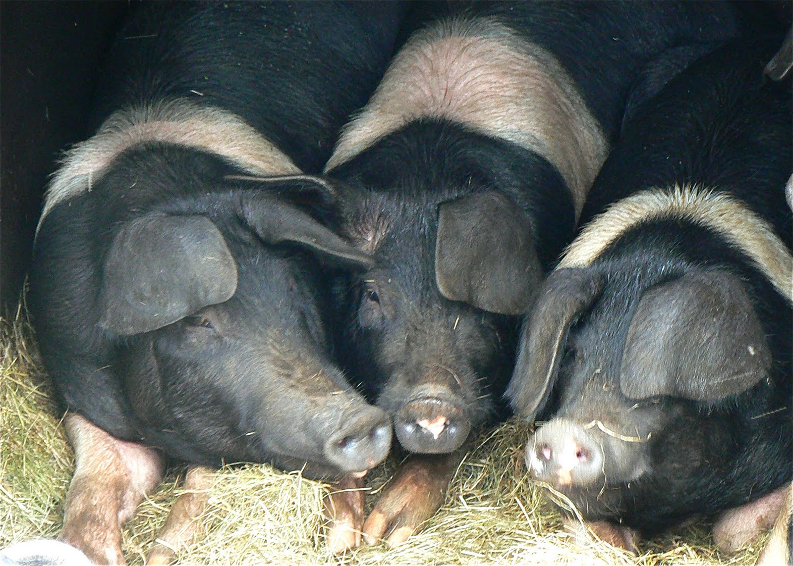 A Kilchoan Diary: Pigs at Home