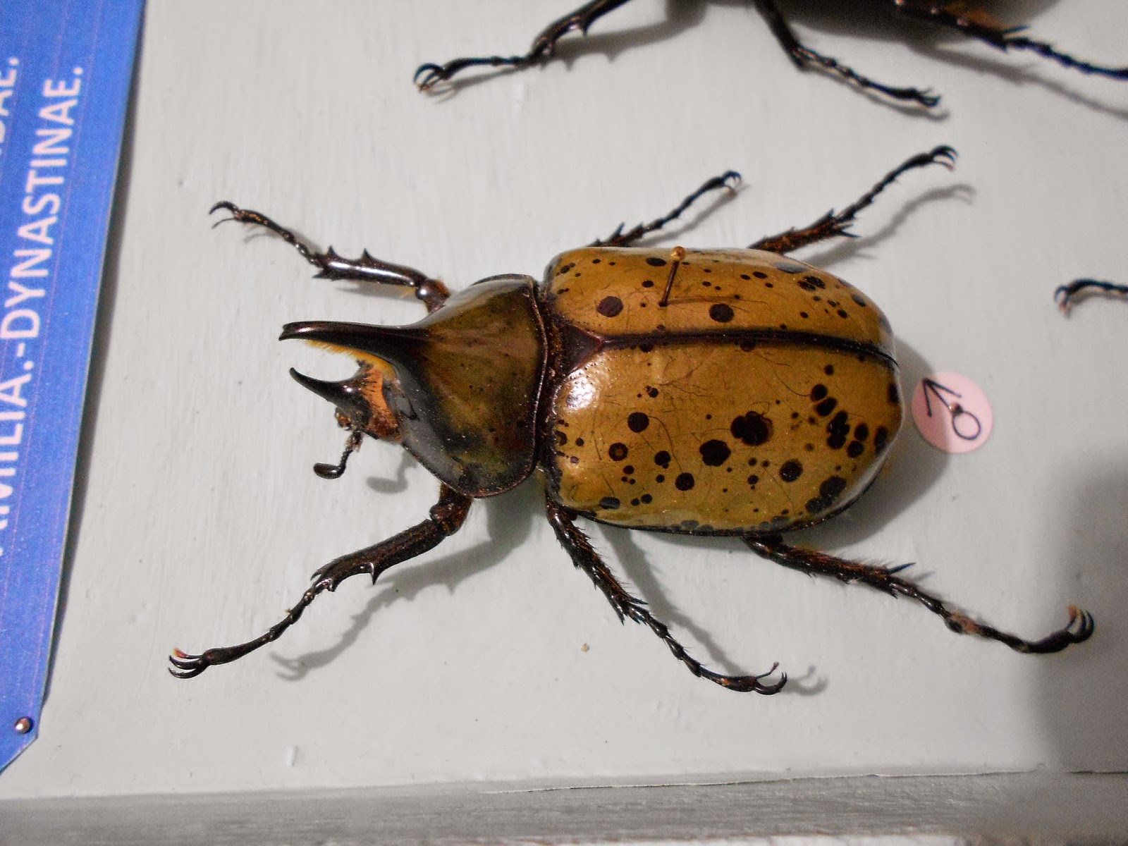 Insectos y Artrópodos Mexicanos y extranjeros: Importancia Ecológica de ...