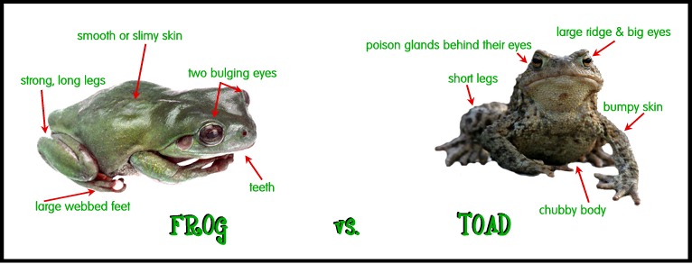 Allison's English Tidbits: Frog vs. Toad