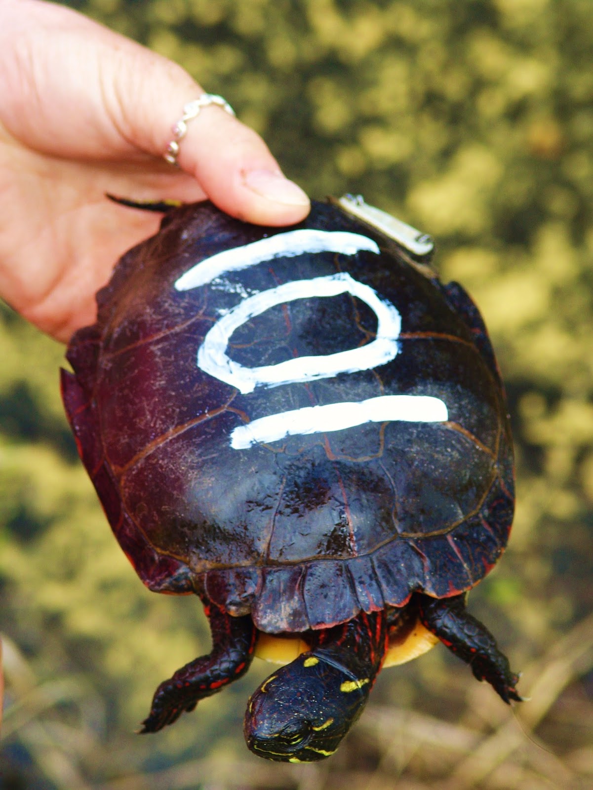 Fan of Algonquin Park: Turtle 101