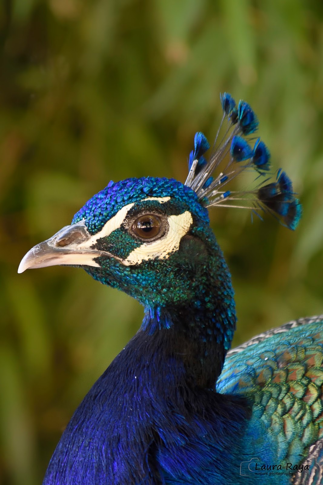 Fotografía Laura Raya: 5 CURIOSIDADES DEL PAVO REAL (PAVO CRISTATUS)