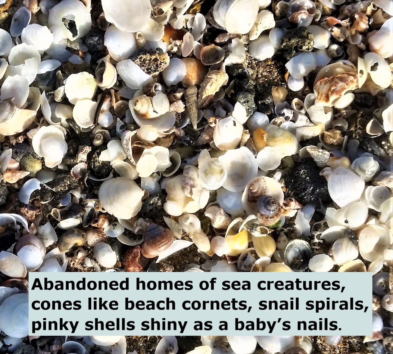 A POEM A DAY - SEA SHELLS