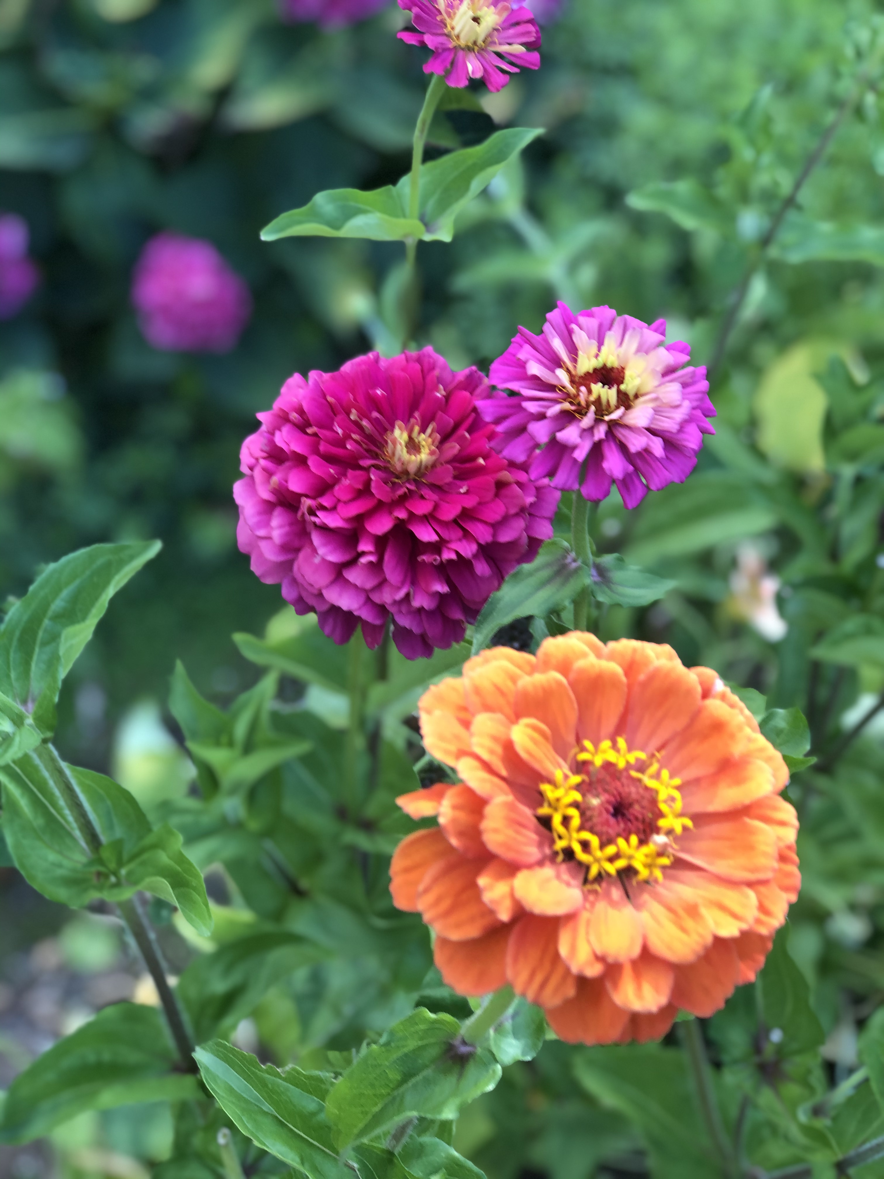 summer lovin' - Knitionary