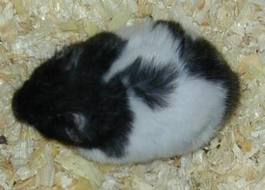 AMAZIN'SYRIAN: ALL TYPES OF SYRIAN HAMSTERS