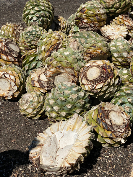 Oaxaca Food Guide - The Blondissima